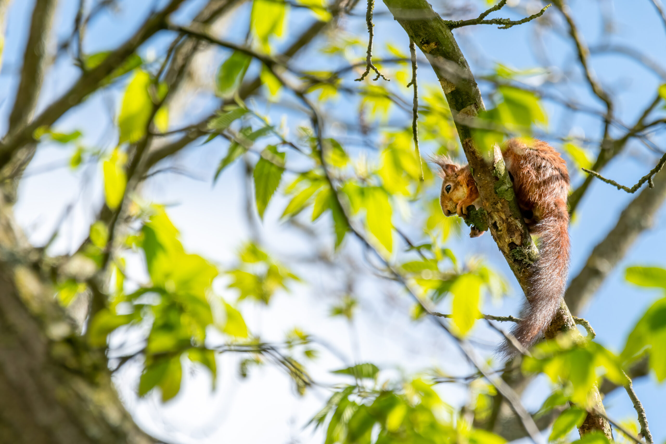 galerie photos petits mammifères - yan'imals-nature