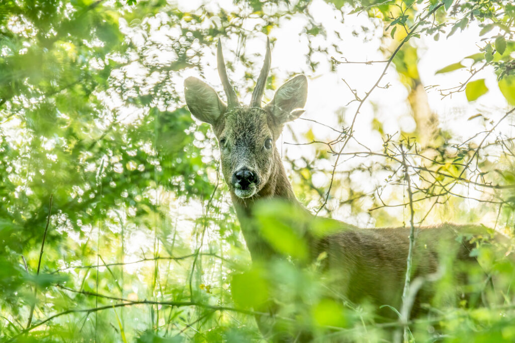 Brocard - yan'imals-nature